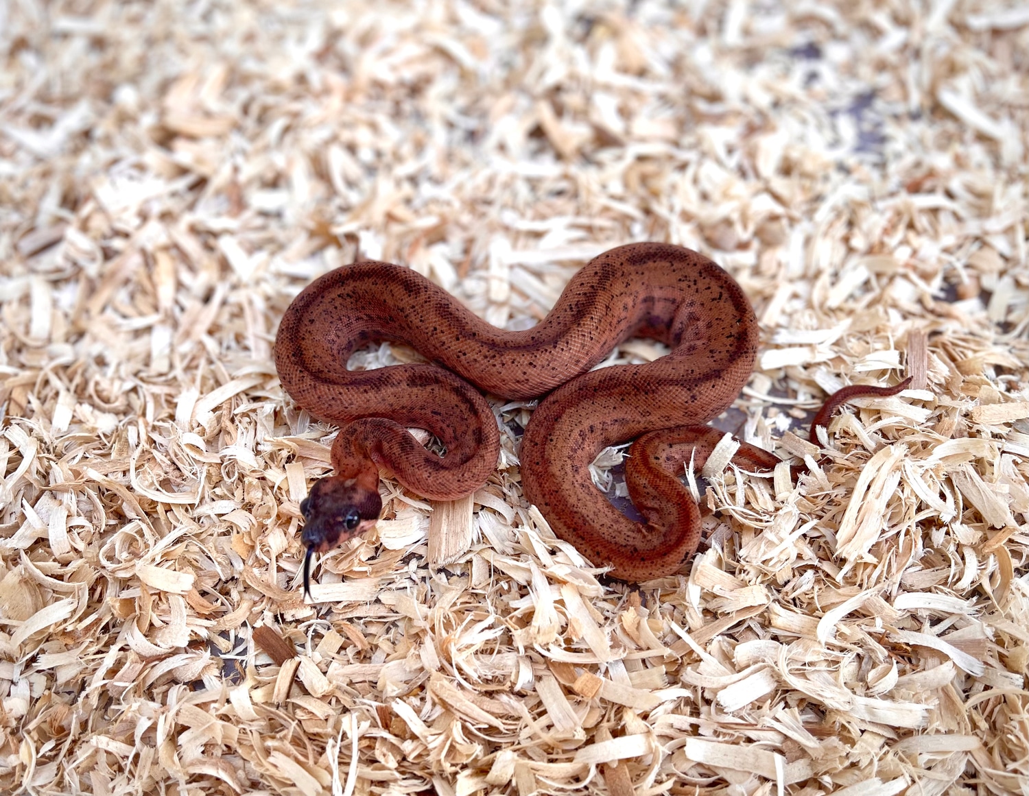 Hypo OT Eclipse(Leopard Motley) Boa Constrictor by Adam Chesla Reptiles ...