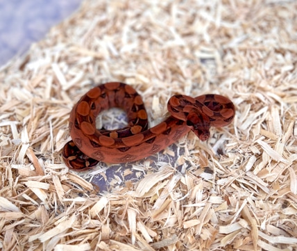 Coral Bloody Salmon 100% Het Sun Dragon - Holdbacks! Boa Constrictor by ...