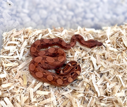 FIRE 100% HET CA T+ ALBINO - Proven Breeder! Boa Constrictor by Adam ...