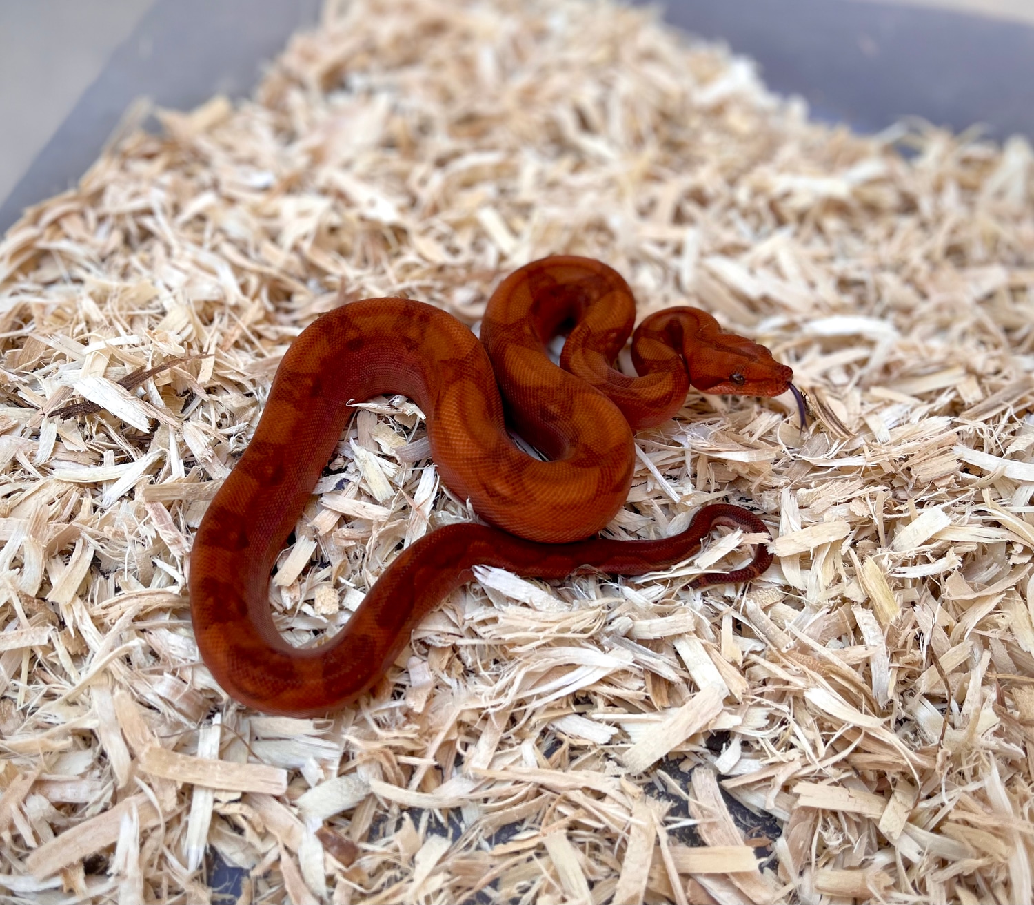 Phoenix(CA T+ Sunglow Blood) Boa Constrictor by Adam Chesla Reptiles ...