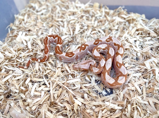Purple Paraglow Jungle Boa Constrictor by Adam Chesla Reptiles