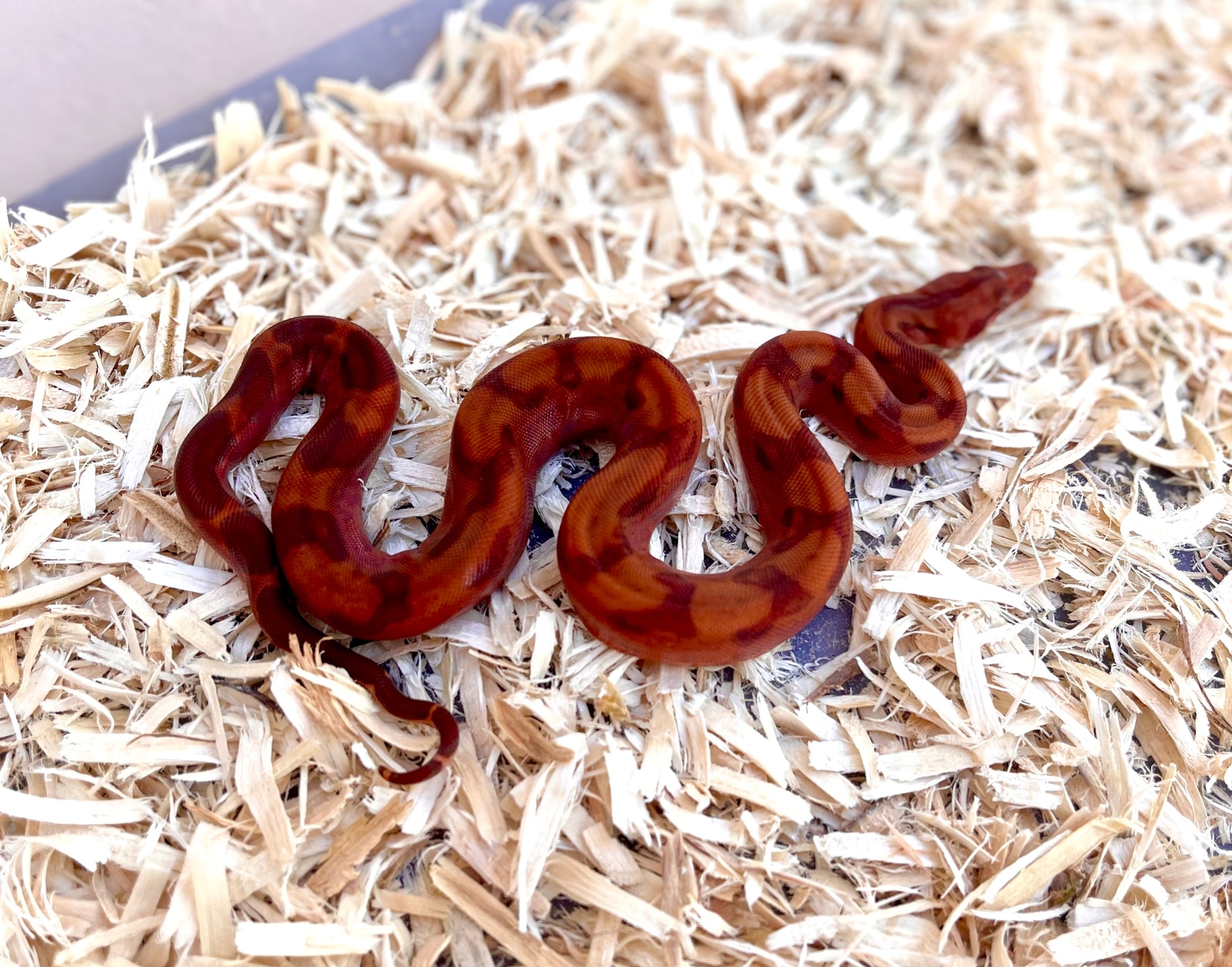 Phoenix(CA T+ Sunglow Blood) Boa Constrictor by Adam Chesla Reptiles ...