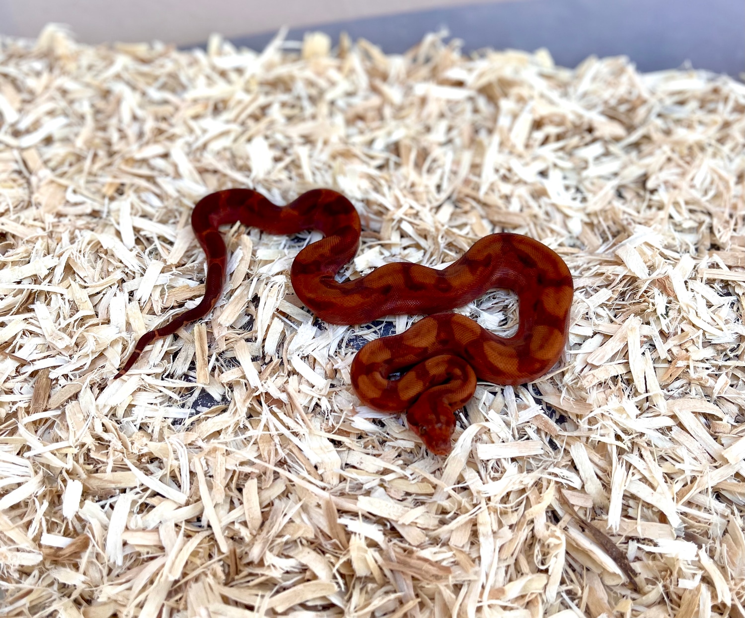 Phoenix(CA T+ Sunglow Blood) Boa Constrictor by Adam Chesla Reptiles ...