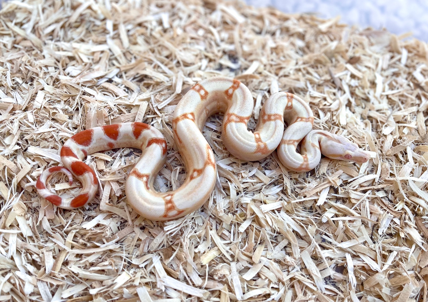 Poss Super Sunglow Flamingo Fire Jungle Boa Constrictor by Adam Chesla ...