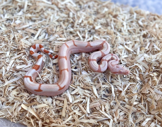 Super Sunglow Flamingo Fire Jungle Boa Constrictor by Adam Chesla Reptiles