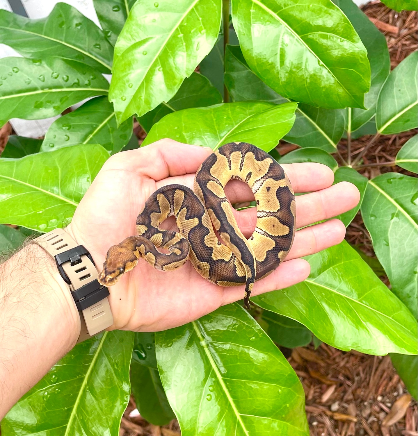 Wookie Enchi Clown Ball Python by Adam Chesla Reptiles - MorphMarket
