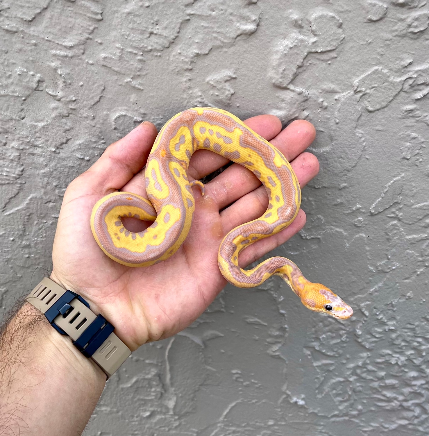 Leopard Banana Clown Ball Python by Adam Chesla Reptiles - MorphMarket