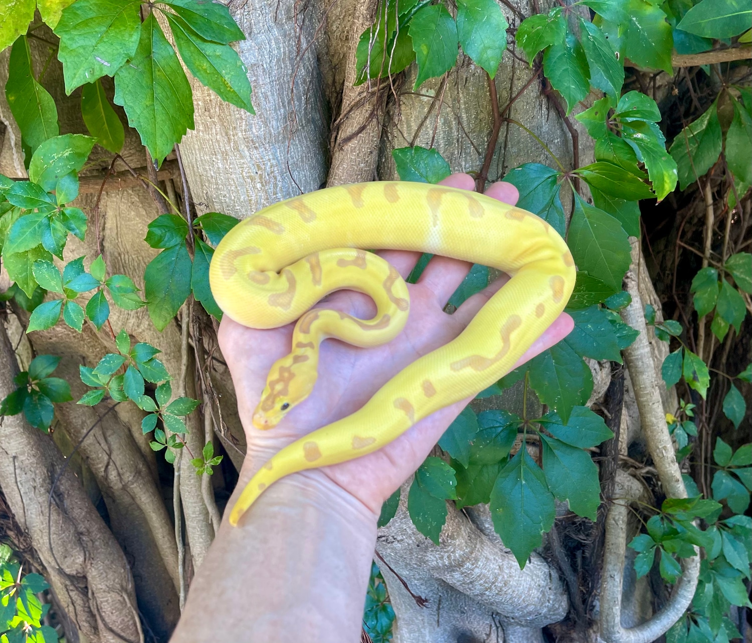 Super Enchi Banana Clown Ball Python by Adam Chesla Reptiles - MorphMarket