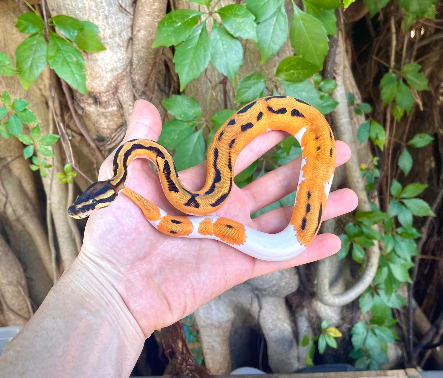 Super OD Enchi Pied Ball Python by Adam Chesla Reptiles - MorphMarket