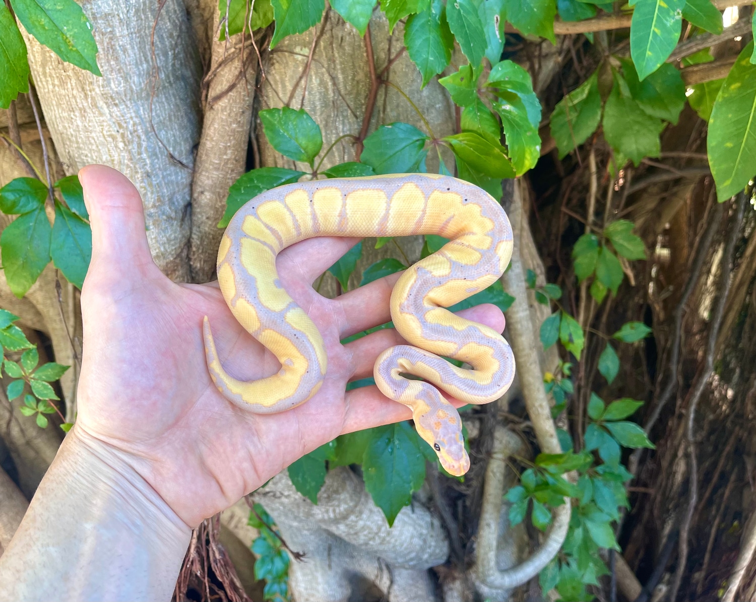 Banana Clown Ball Python by Adam Chesla Reptiles - MorphMarket