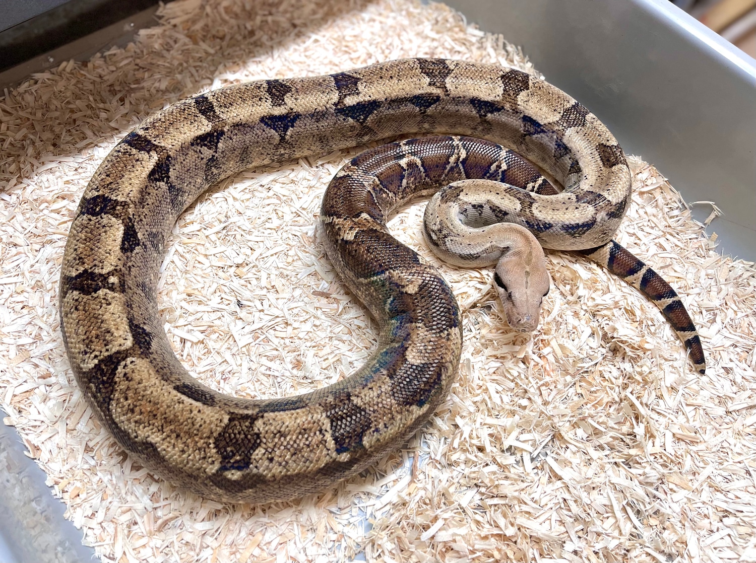 Fire 100% Het CA T+ Albino Boa Constrictor by Adam Chesla Reptiles ...
