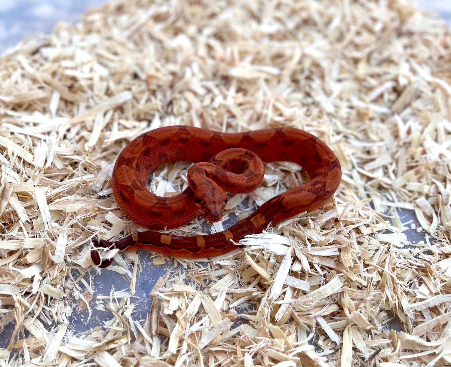 Coral Bloody Salmon 100% Het Sun Dragon - Holdbacks! Boa Constrictor by ...