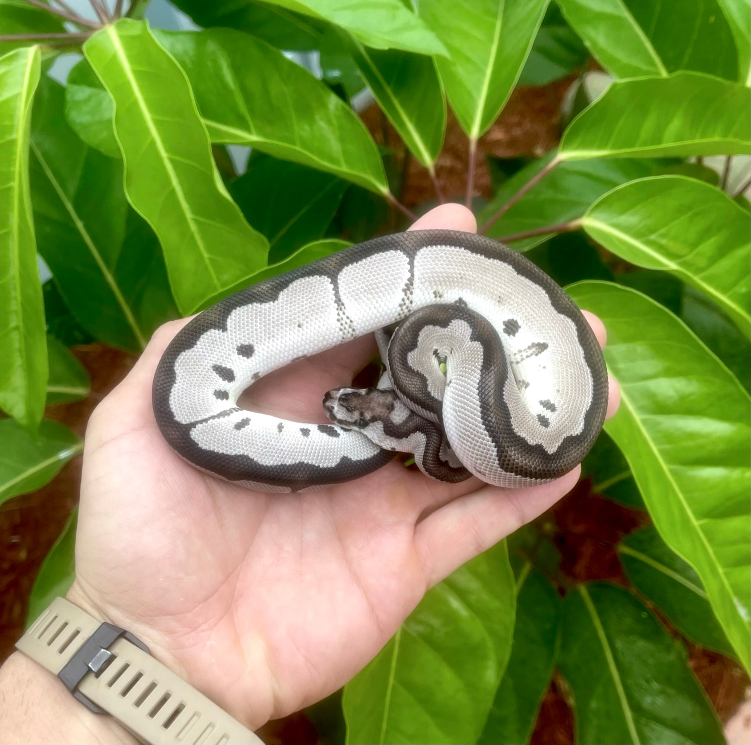 VPI Axanthic Blade Clown Poss Leopard Ball Python by Adam Chesla ...