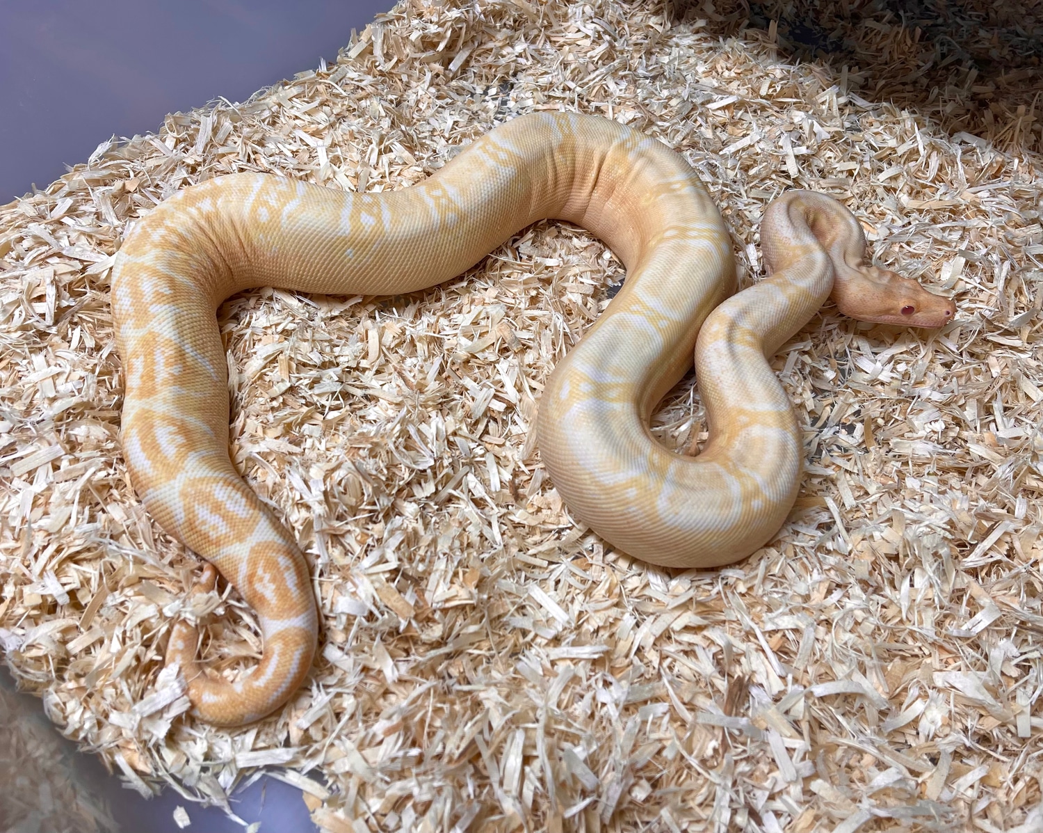 Red Dragon(Blood Kahl Albino) Boa Constrictor by Adam Chesla Reptiles ...