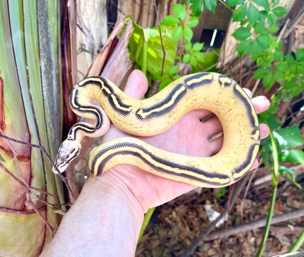 VPI Axanthic Fire/Vanilla Leopard Pastel Ball Python by Adam Chesla ...