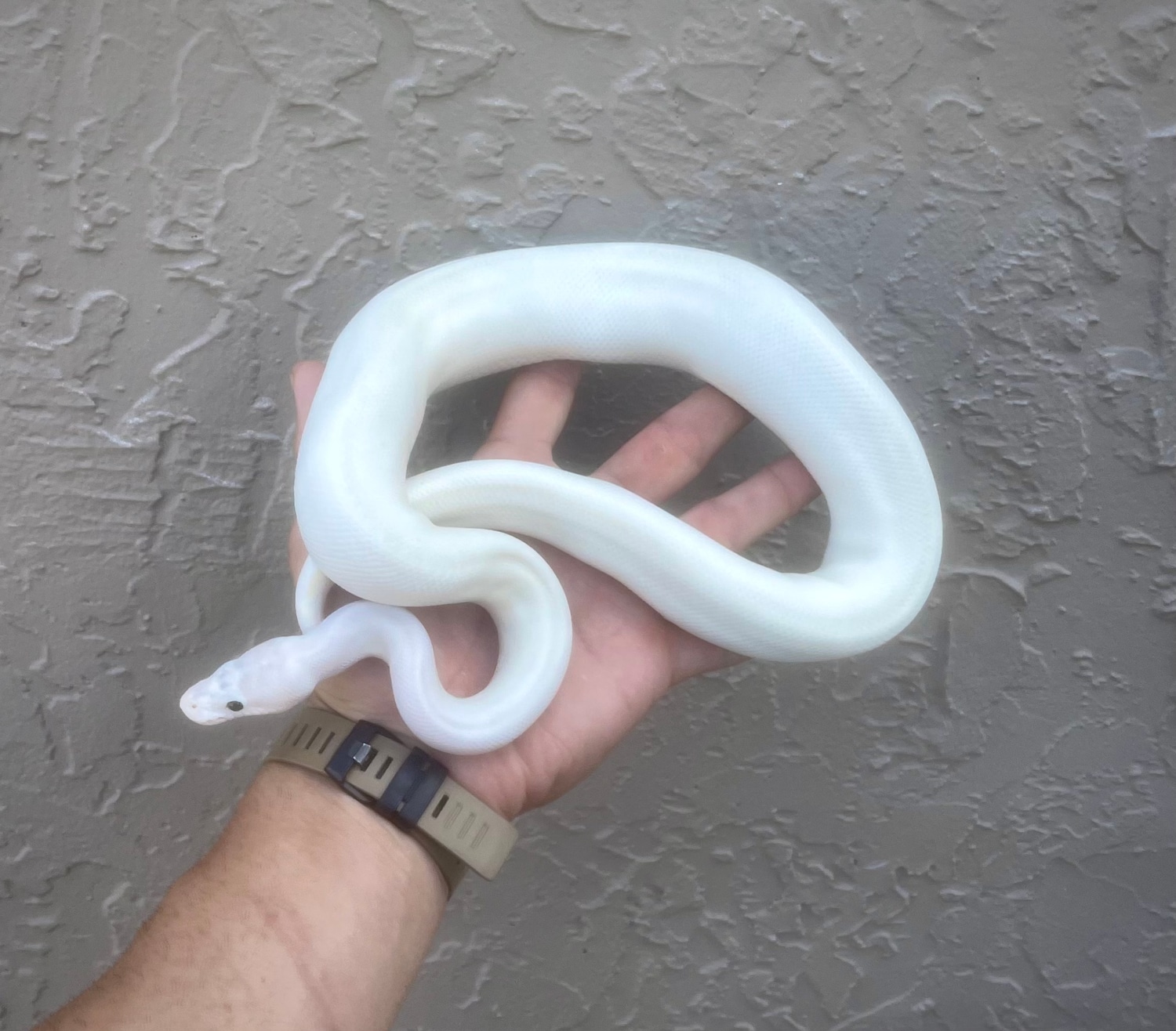 Ivory 100% Het VPI Axanthic Hypo(True Ghost) Ball Python by Adam Chesla ...