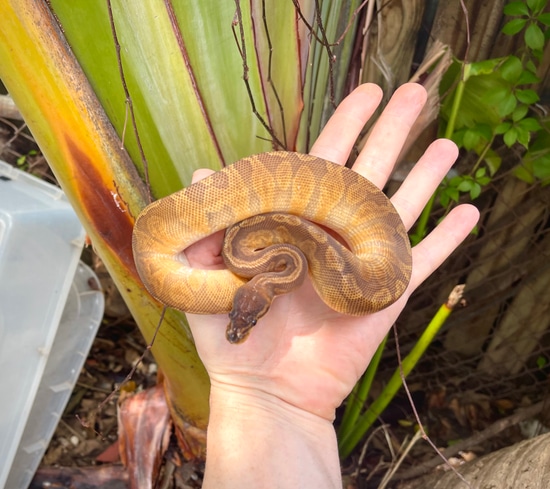 Sunset 100% Het Hypo Ball Python by Adam Chesla Reptiles