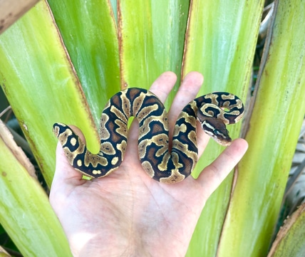 Zebra Ghost Ball Python by Adam Chesla Reptiles - MorphMarket