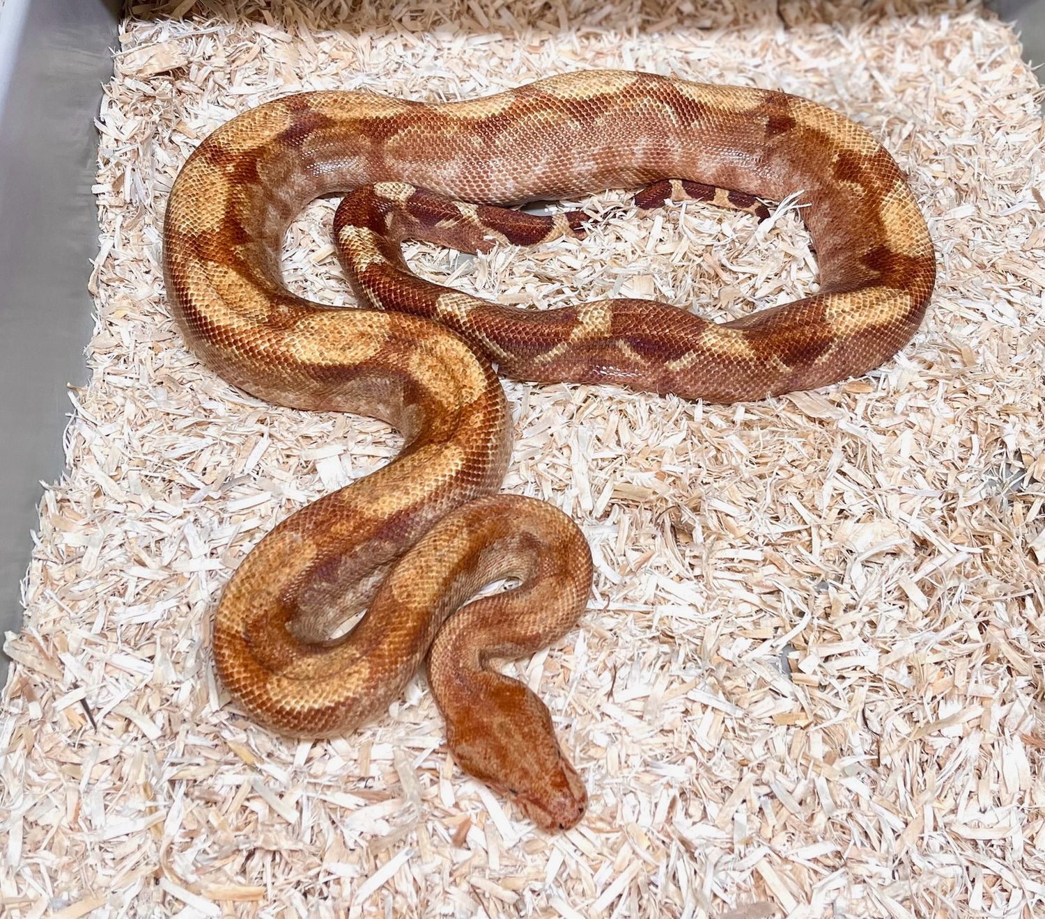 CA T+ Sunglow - Adult! Boa Constrictor by Adam Chesla Reptiles ...