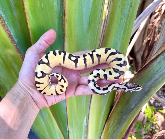 Zebra SuperFly Enchi 100% Het Hypo Ball Python by Adam Chesla Reptiles