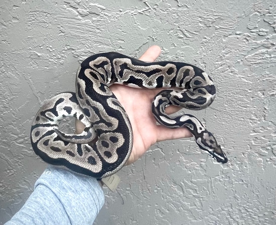 VPI Axanthic Spotnose Leopard Ball Python by Adam Chesla Reptiles