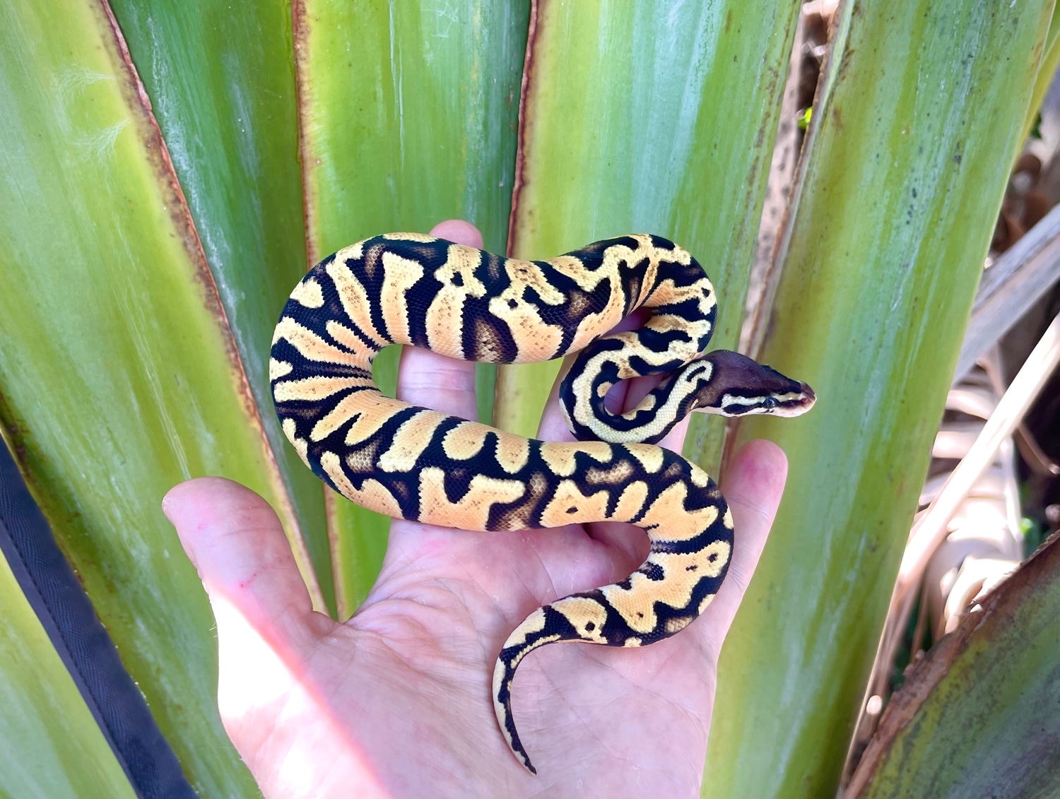 Zebra Orange Dream Pastel Ball Python by Adam Chesla Reptiles - MorphMarket