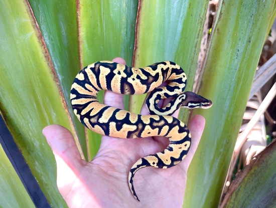 Zebra Orange Dream Pastel Ball Python by Adam Chesla Reptiles