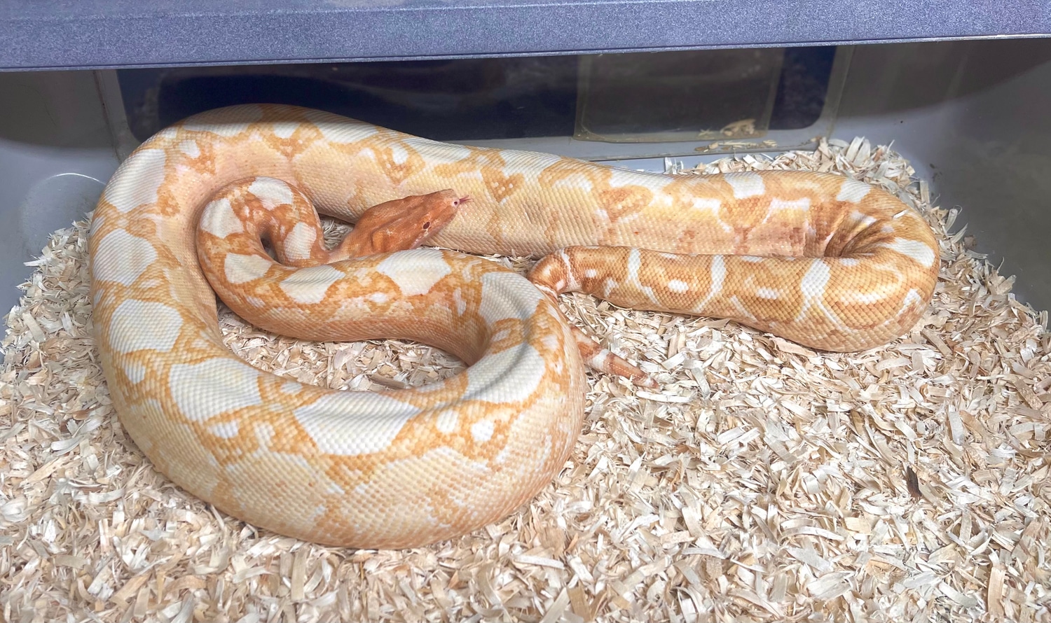 Coral Red Dragon!!! Boa Constrictor by Adam Chesla Reptiles - MorphMarket