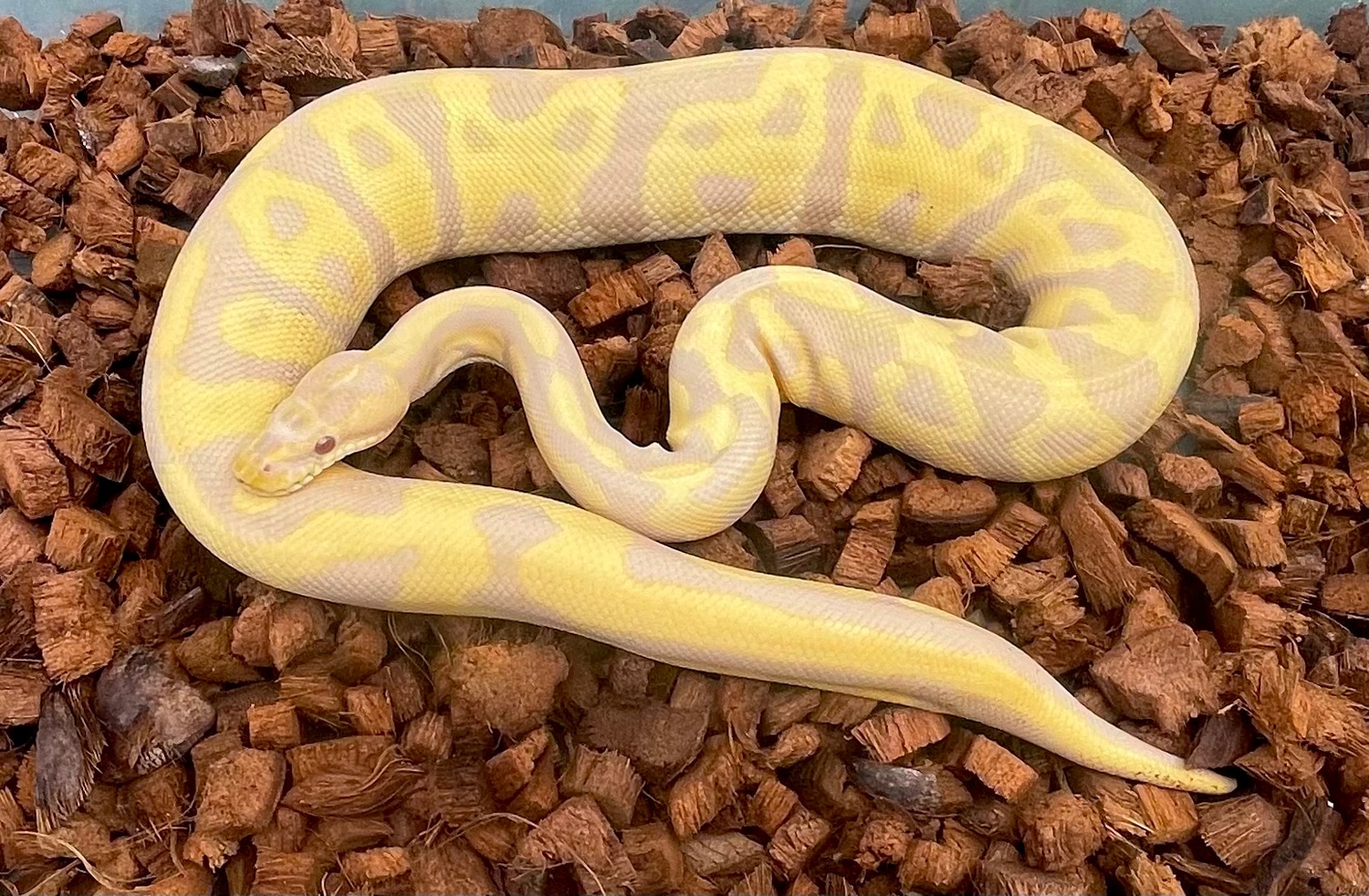 Candino Leopard Ball Python by Adam Chesla Reptiles - MorphMarket
