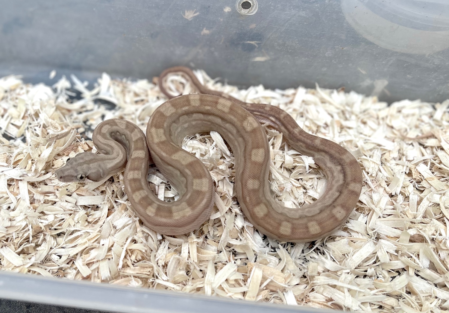 Aztec Motley CA Type 2 Snow Boa Constrictor by Adam Chesla Reptiles ...