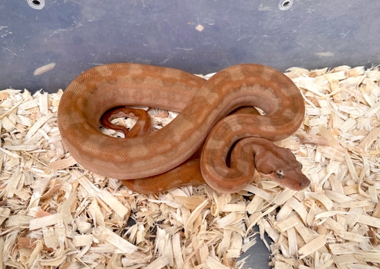 CA T+ Sunglow Aztec Motley 66% Het Type 2 Moonglow Boa Constrictor by ...
