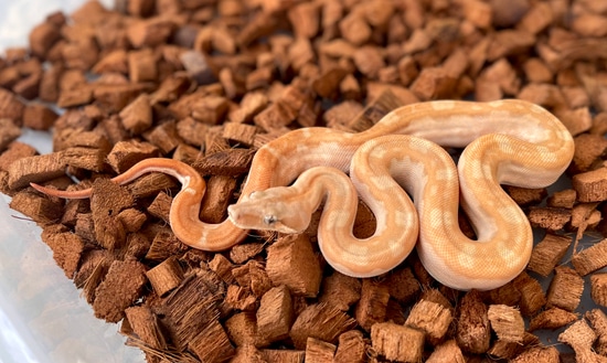 CA T+ Sunglow Aztec Motley 66% Het Type 2 Moonglow Boa Constrictor by ...