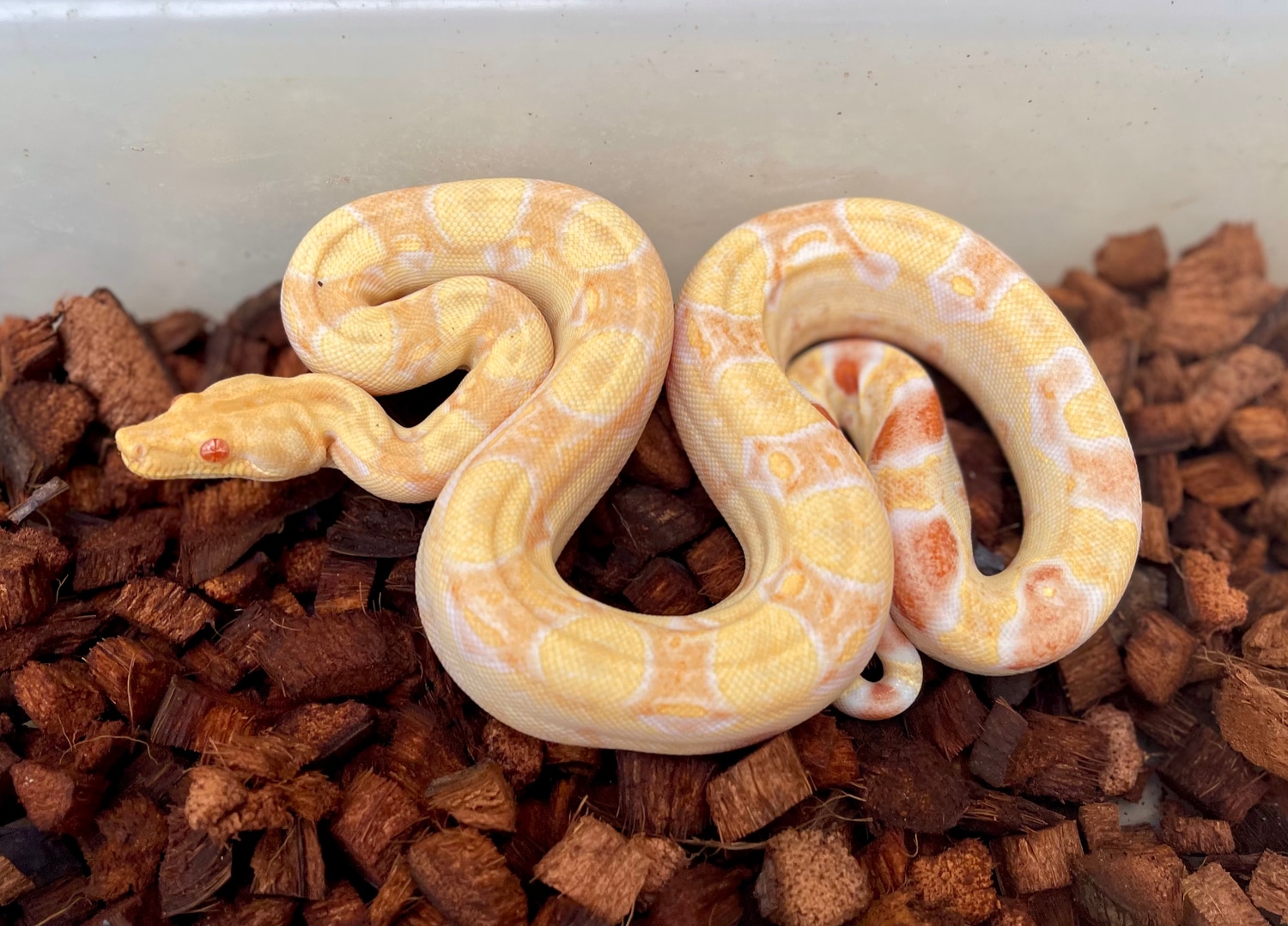 IMG Sharp Albino Poss Jungle 66% BEA Boa Constrictor by Adam Chesla ...