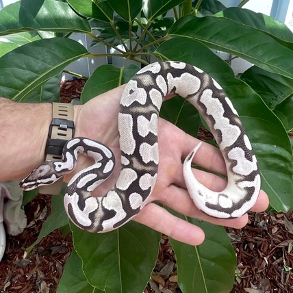 Suma Poss Leopard 100% Het Clown Ball Python by Adam Chesla Reptiles ...