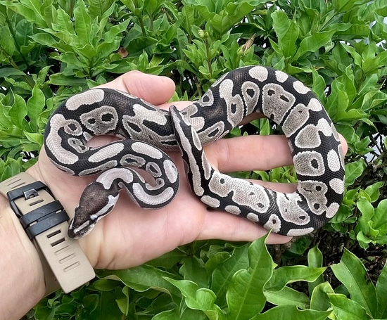 VPI Axanthic 100% Het Clown Ball Python by Adam Chesla Reptiles