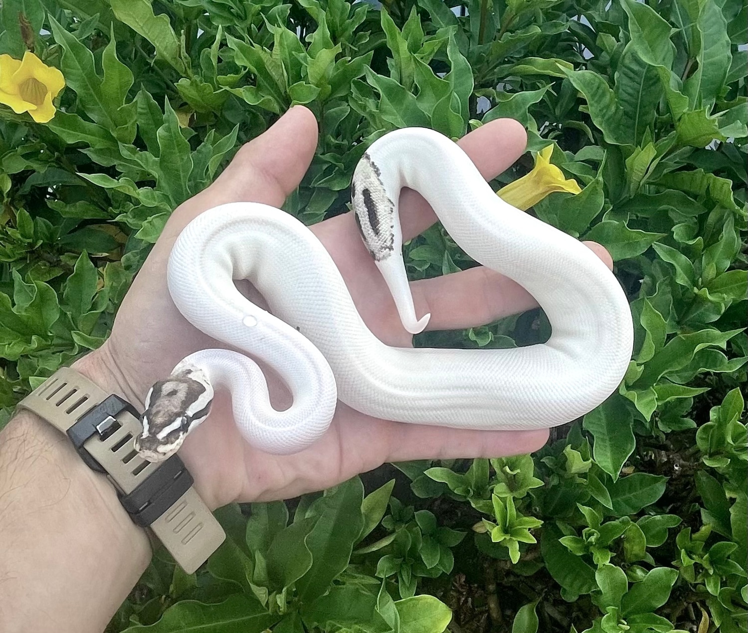VPI Axanthic OD Fire Leopard Pied Ball Python by Adam Chesla Reptiles ...