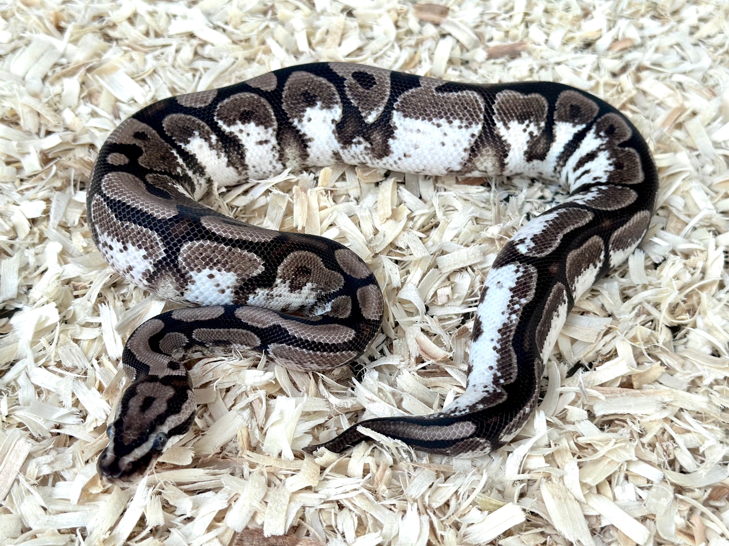 VPI Axanthic Calico Spotnose Ball Python by Adam Chesla Reptiles ...