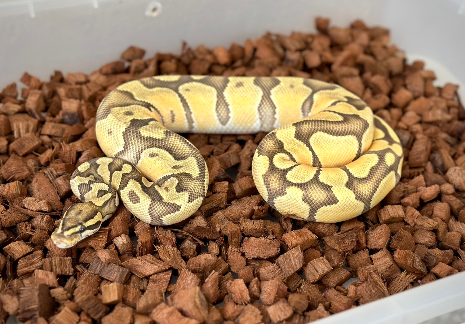 Hypo OD Enchi Ball Python by Adam Chesla Reptiles - MorphMarket