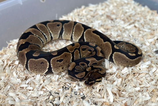 100% Het Zebra Ball Python by Adam Chesla Reptiles