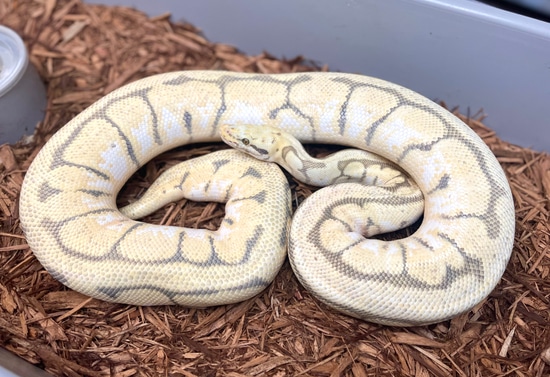 Huge! Ghost Bumblebee(Humble Bee) Ball Python by Adam Chesla Reptiles