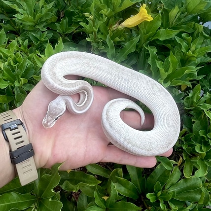 Clown Mahogany Leopard Ball Python by Adam Chesla Reptiles - MorphMarket