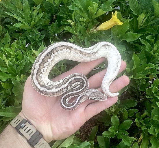 VPI Axanthic Leopard Sulfur Black Pastel Mojave Ball Python by Adam ...