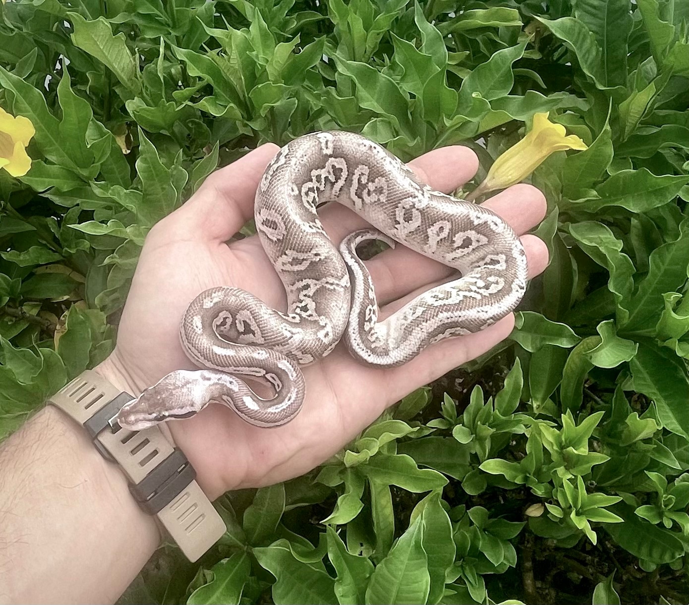 VPI Axanthic Leopard Black Pewter Ball Python by Adam Chesla Reptiles ...