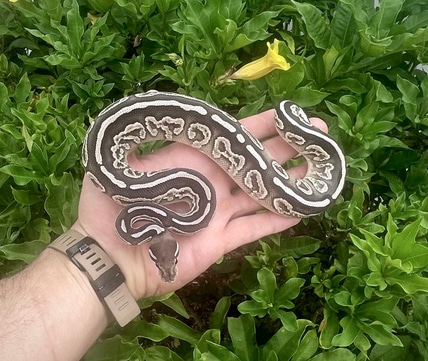 VPI Axanthic Vanilla/Fire 100% Het Pied Ball Python by Adam Chesla ...