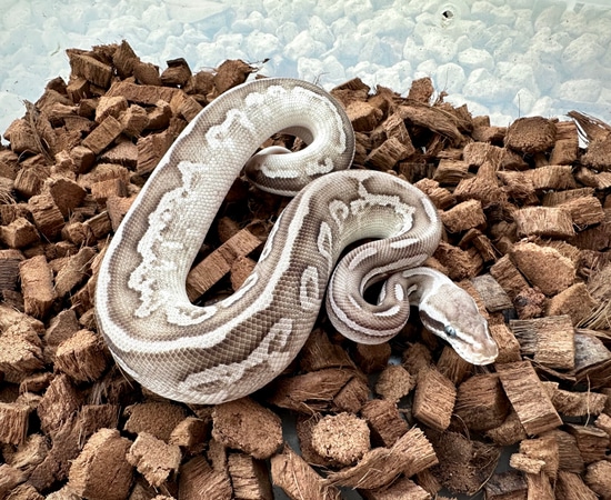 VPI Axanthic Leopard Sulfur Mojave Pastel Ball Python by Adam Chesla ...
