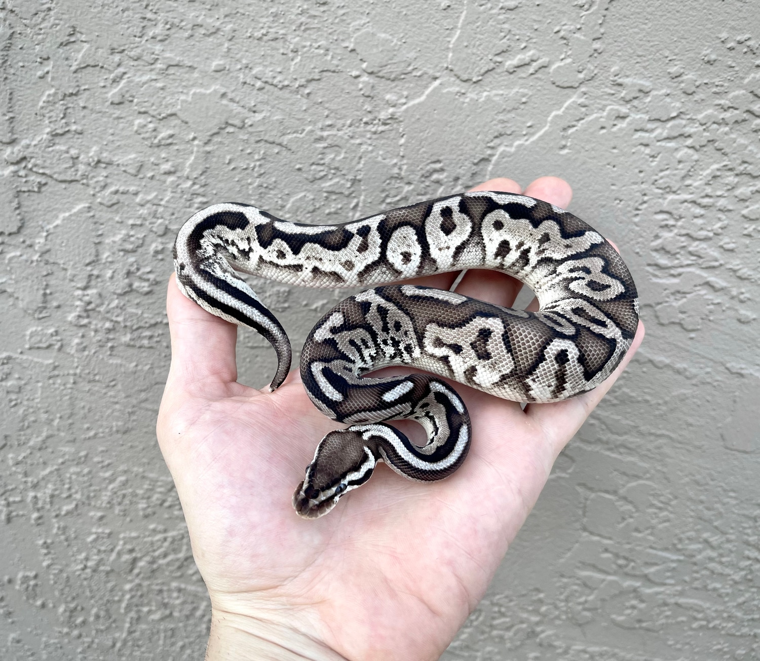 VPI Axanthic Calico Leopard Pastel Ball Python by Adam Chesla Reptiles ...