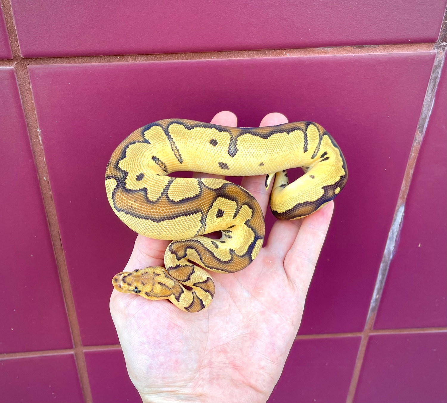 Redstripe Fire Clown(Poss YB) Ball Python by Adam Chesla Reptiles ...