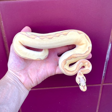 Zebra Pastel Ball Python by Adam Chesla Reptiles - MorphMarket