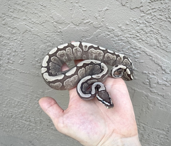VPI Axanthic GHI Mojave Spider Ball Python by Adam Chesla Reptiles