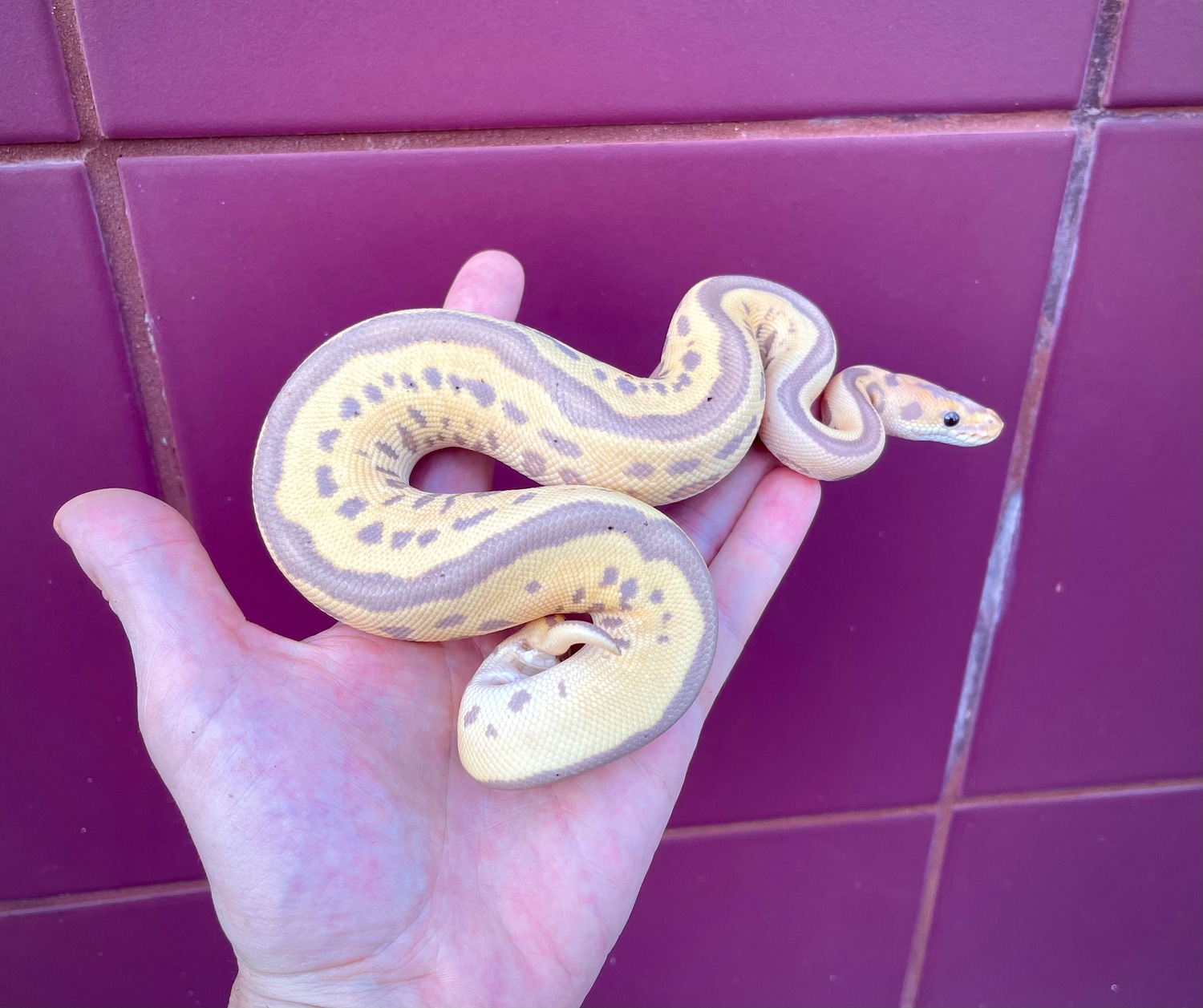 Blackhead Leopard Banana Clown- Female Maker! Ball Python by Adam ...